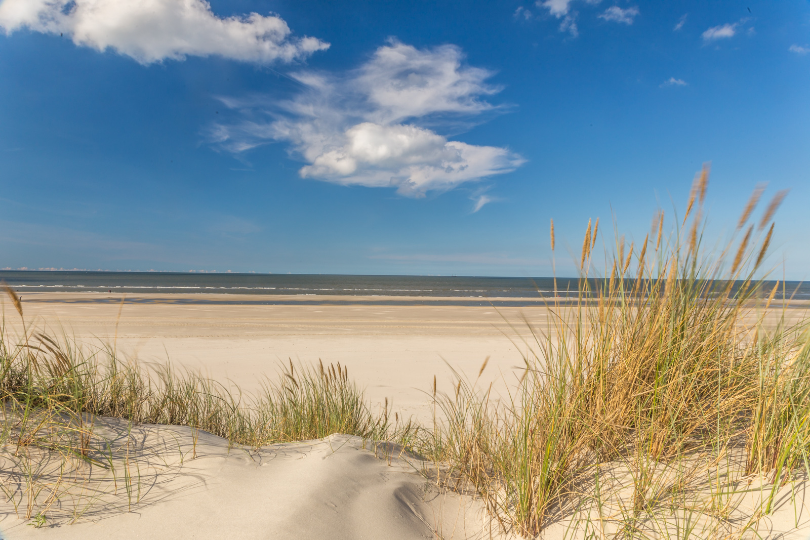 strand – Aarhus Vineyard